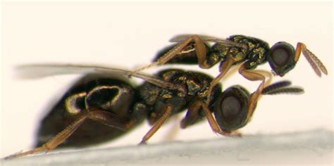 What Makes Wasps Sexy ELife Science Digests ELife