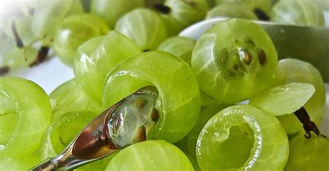 Варенье из крыжовника: 9 вкусных рецептов приготовления на зиму
