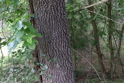 The Common Persimmon Tree Footsteps In The Forest