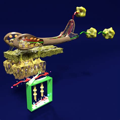 Olfactory System Smell Odour Detail Labelled 3d Model Superhive