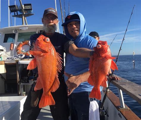 Coral Sea Massive Lingcod Day
