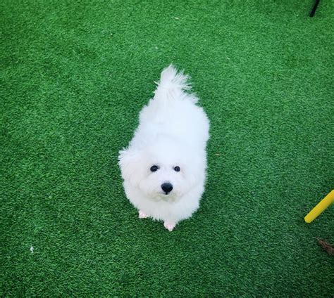 말티숑 뽀송이 강아지 책임입양♥분양완료 아이조아 유기방지입양 파양 강아지보호소 고양이보호소 무료분양센터