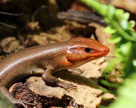 Diverse Lizards Of South Carolina Exploring Their Ecological Roles