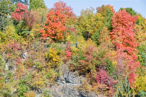 무료 이미지 자연 꼬리 가을 식물학 플로라 시즌 단풍 나무 캐나다 초목 관목 낙엽 퀘벡 삼림지 생태계 셔 브룩 꽃 피는 식물 우디 식물
