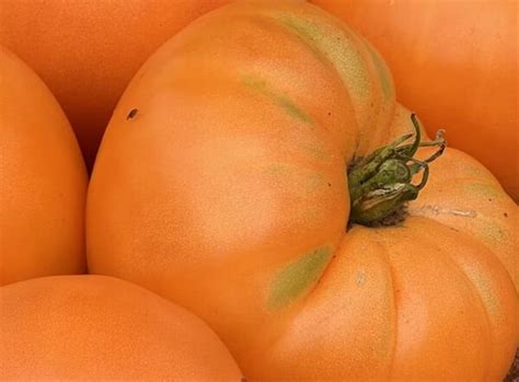 Semences Tomate Gazzi Jaune Semences Ancestrales Québec