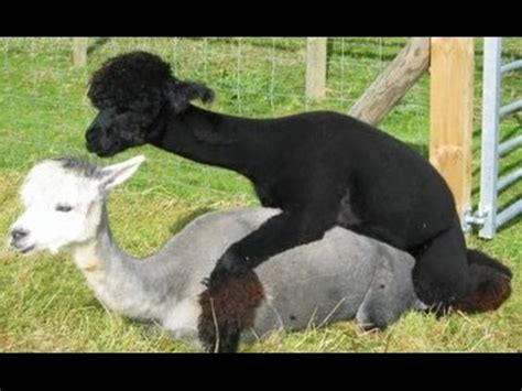 Alpaca Mating Youtube