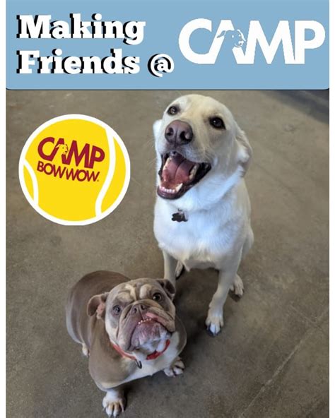 Camp Bow Wow® San Ramon Campbowwowsanramon • Instagram Photos And Videos