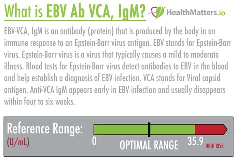 What Is Ebv Ab Vca Igm High And Low Values Lab Results Explained