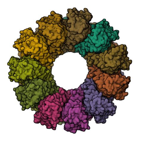 Rcsb Pdb 8ffr Revised Structure Of The Rabies Virus Nucleoprotein Rna Complex