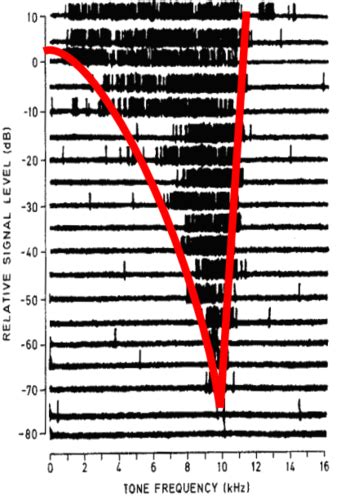 W4m2 Frequency And Intensity Coding The Auditory Nerve Flashcards Quizlet