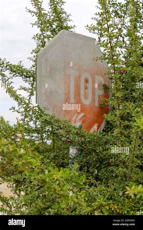 Obscure Traffic Sign Stop Covered With Bush Shrubs Stock Photo Alamy
