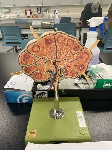 Exam Practical 1 Biol 224 Flashcards Quizlet