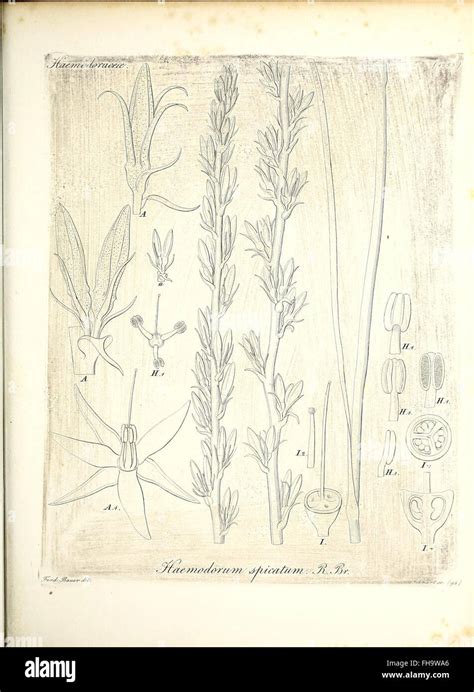 A Botanical Work Featuring Illustrations And Descriptions Of Plant