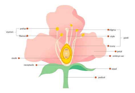 A Guide To Understand Parts Of A Flower With Diagram EdrawMax Online