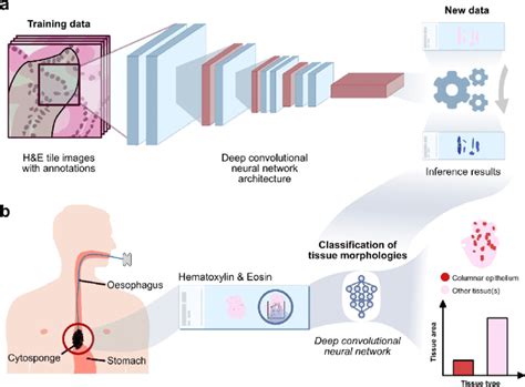 A Schematic Of The Computational Pathology Training Using A Deep Download Scientific Diagram