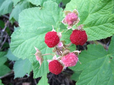 Wild Raspberry Plant Identification