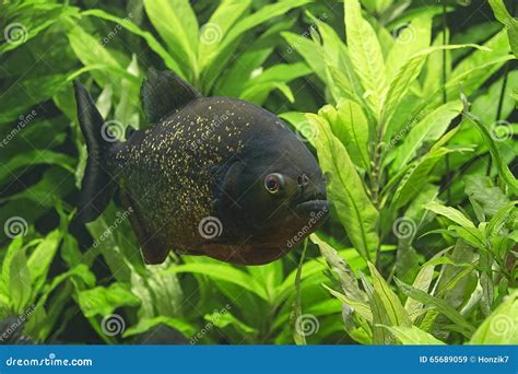 piranha stock image image of american swim wildlife 65689059