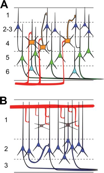 Pyramidal Neurons Cortex