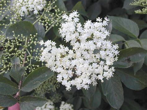 Elder Sambucus Nigra Celtic Wildflowers