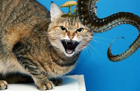 Почему кошки шипят Всё о кошках