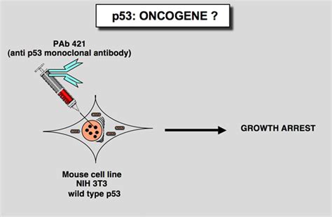 P53 Oncogene