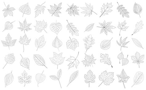 Premium Vector Tree Leaf Sketch Collection On White Background