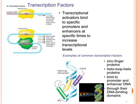Lecture Notes Gene Regulation In Eukaryotespdf