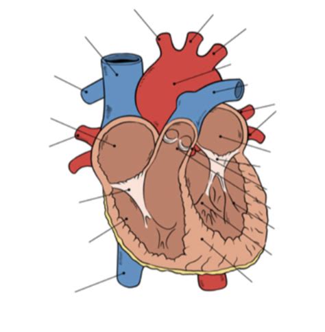 Heart Diagram Lab Practical 1 Diagram Quizlet