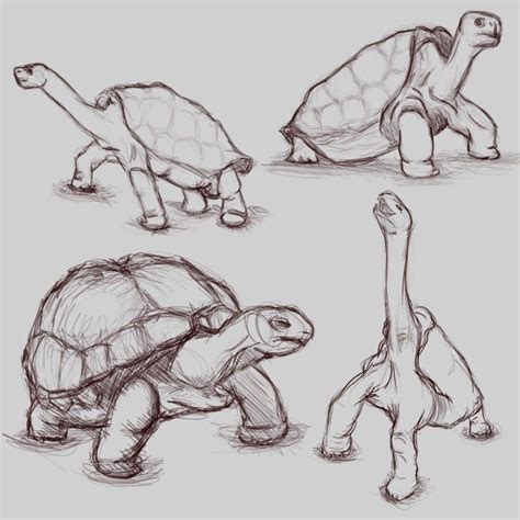 Practicing Tortoise Sketches Learntodraw In 2025 Sketches Tortoise Drawing Turtle Drawing