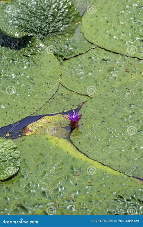 Prickly Waterlily Euryale Ferox Fox Nut Foxnut Gorgon Nut Makhana Or Die Stachelseerose