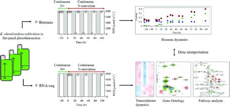 Experimental Design For Analysis Of The Temporal Dynamics Of Cellular