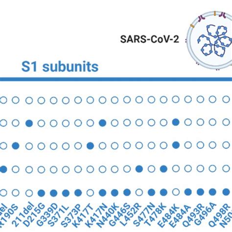 Mutations Of S Proteins In Different Sars‐cov‐2 Variants Mutations Are Download Scientific