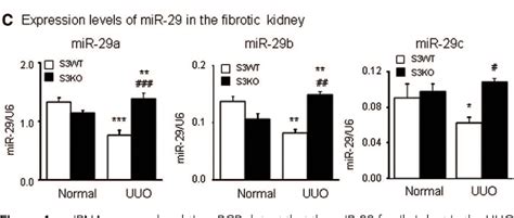 Figure 3 From Tgf β Smad3 Signaling Promotes Renal Fibrosis By
