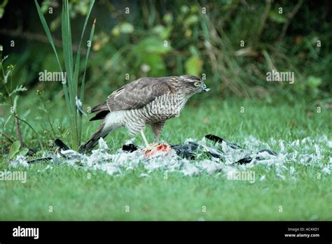 Mla Format Using Nisus Writer Pro Mla Format