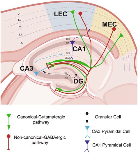 Frontiers Entorhinal Cortex Hippocampal Circuit Connectivity In
