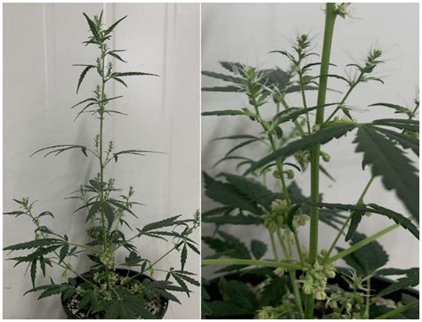 Frontiers Why Not Xy Male Monoecious Sexual Phenotypes Challenge The