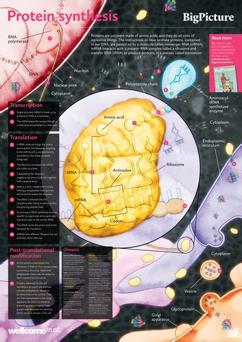 Big Picture Proteins Protein Synthesis Poster Teaching Resources