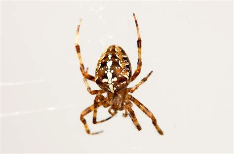 Домашните паяци в България видове и местообитание — Бран Инсект