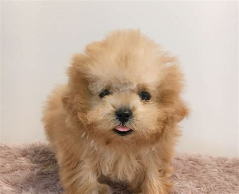 강남 2019 0019 토이푸들 책임분양 시베리안허스키 비숑분양가 포메 그레이하운드분양 광주애견샵 폼스키 유기견무료입양 위례강아지분양 강아지입양 고양이입양 도그마루