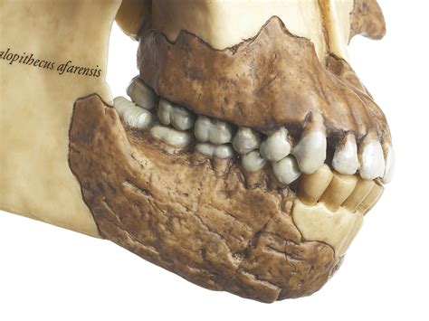 Australopithecus Afarensis Skull