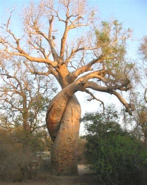 Inosculation Myra Lavenue Medium