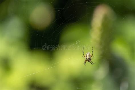 Spider Building Spiderweb Avec Vert Et Beau Bokeh Guadalajara Jalisco