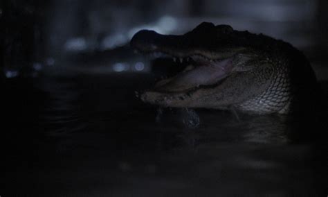 American Genre Film Archive Alligator Ii The Mutation
