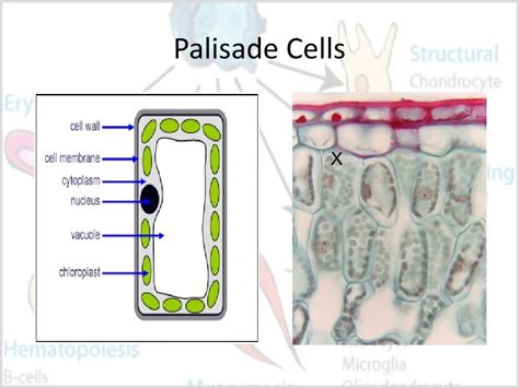 Ppt Organelle Quiz Powerpoint Presentation Free Download Id9586510