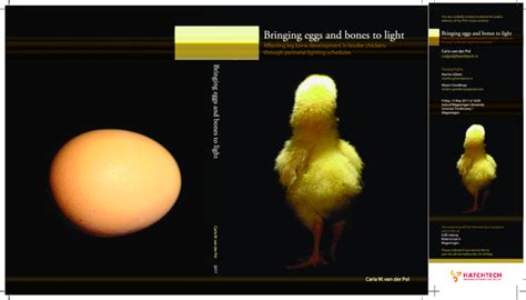Pdf Bringing Eggs And Bones To Light Affecting Leg Bone Development In Broiler Chickens