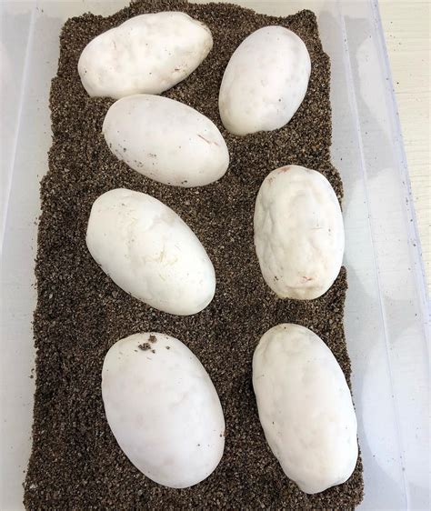 Safety Guide In Incubating Python Eggs Reptiles Cove