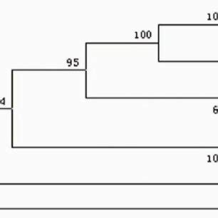 Phylogenetic Tree Of P Selectin Family Members The Numbers Indicate Download Scientific