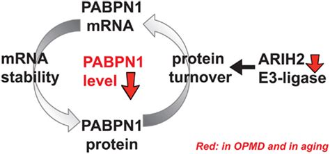A Schematic Working Model For Regulation Of Pabpn1 Levels Pabpn1 Download Scientific Diagram
