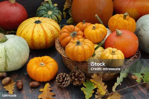 갓 수확한 잘 익은 흰색 노란색 오렌지 껍질의 고리버들 바구니의 이미지는 큰 호박 소나무 콘 참나무 잎 나뭇 가지 도토리와 붉은 열매 어두운 배경 전경에 초점을 맞추고 0