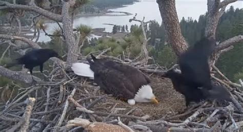 Big Bear Eagle Jackie Was Attacked By 2 Ravens She Endured The Attack